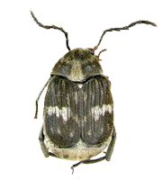 Pesquisa sobre Zabrotes subfasciatus - IFSULDEMINAS - Campus Pocos